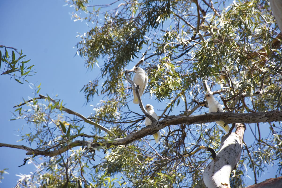 Council begins corella control