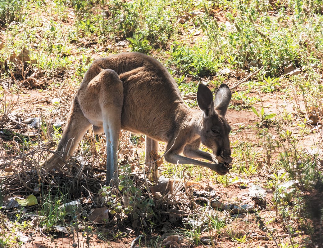 DEW looks into trapped roos?