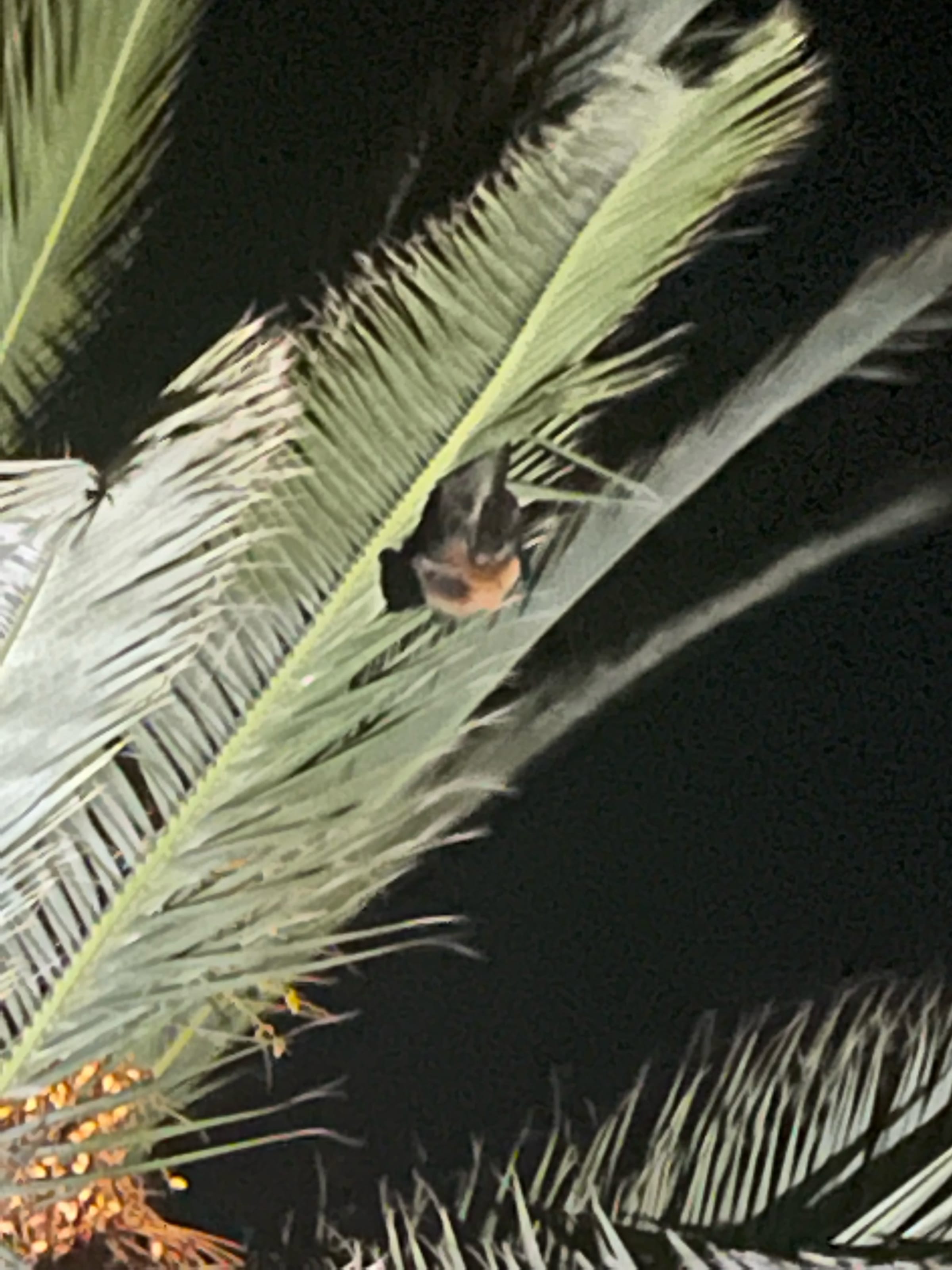 Grey-headed flying foxes spotted in the region